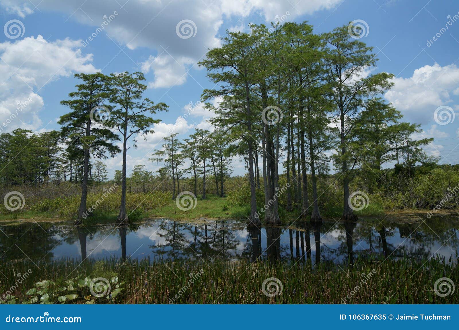 Bird Flying in Cypress Swamp Stock Image - Image of bird, egret: 106367635