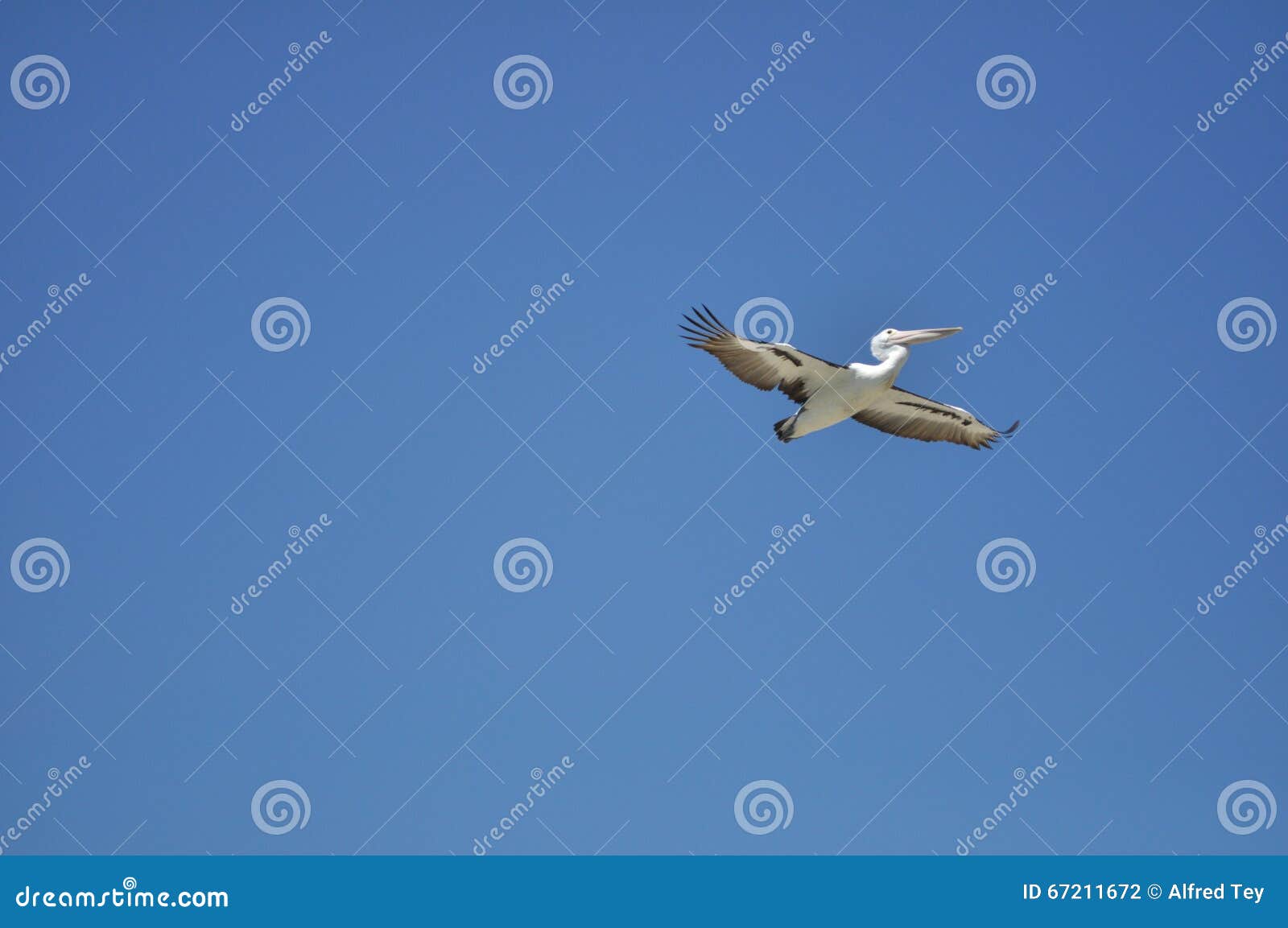Bird Flying Freely in Blue Sky Stock Photo - Image of high, hope: 67211672