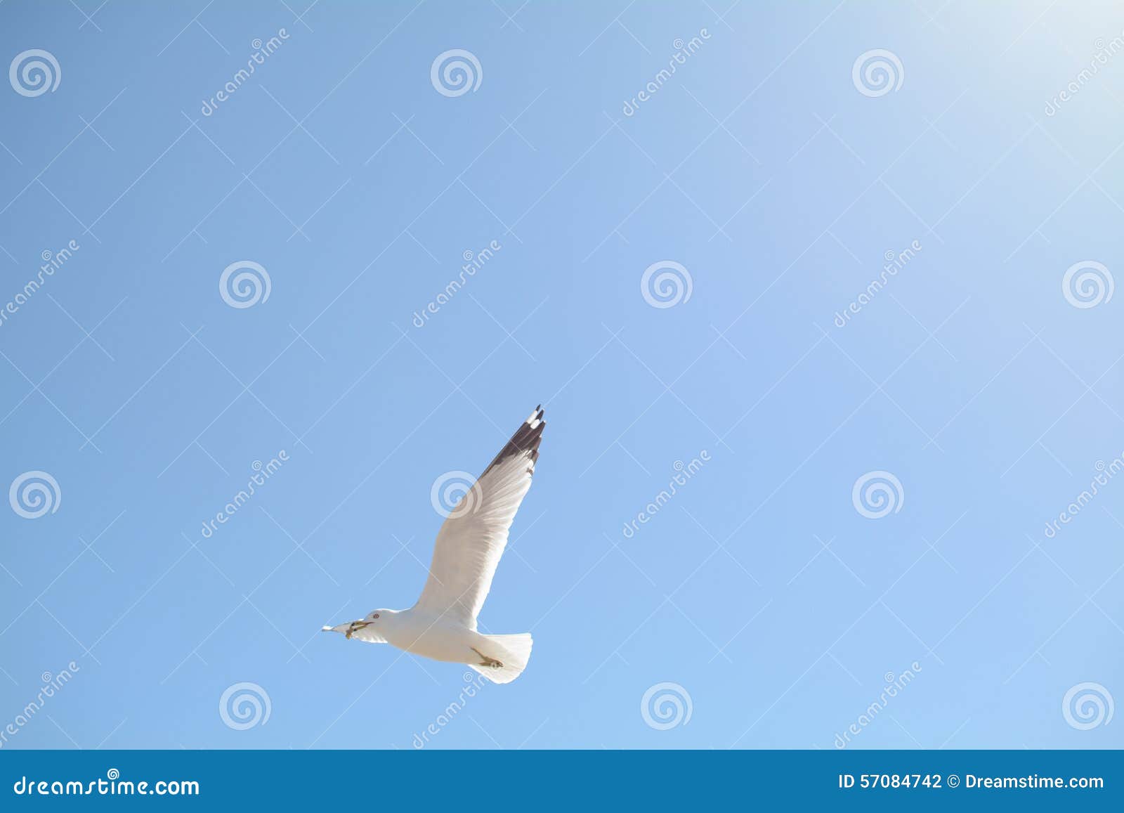 Bird Flying in Front of the Sun Stock Photo - Image of beautiful ...