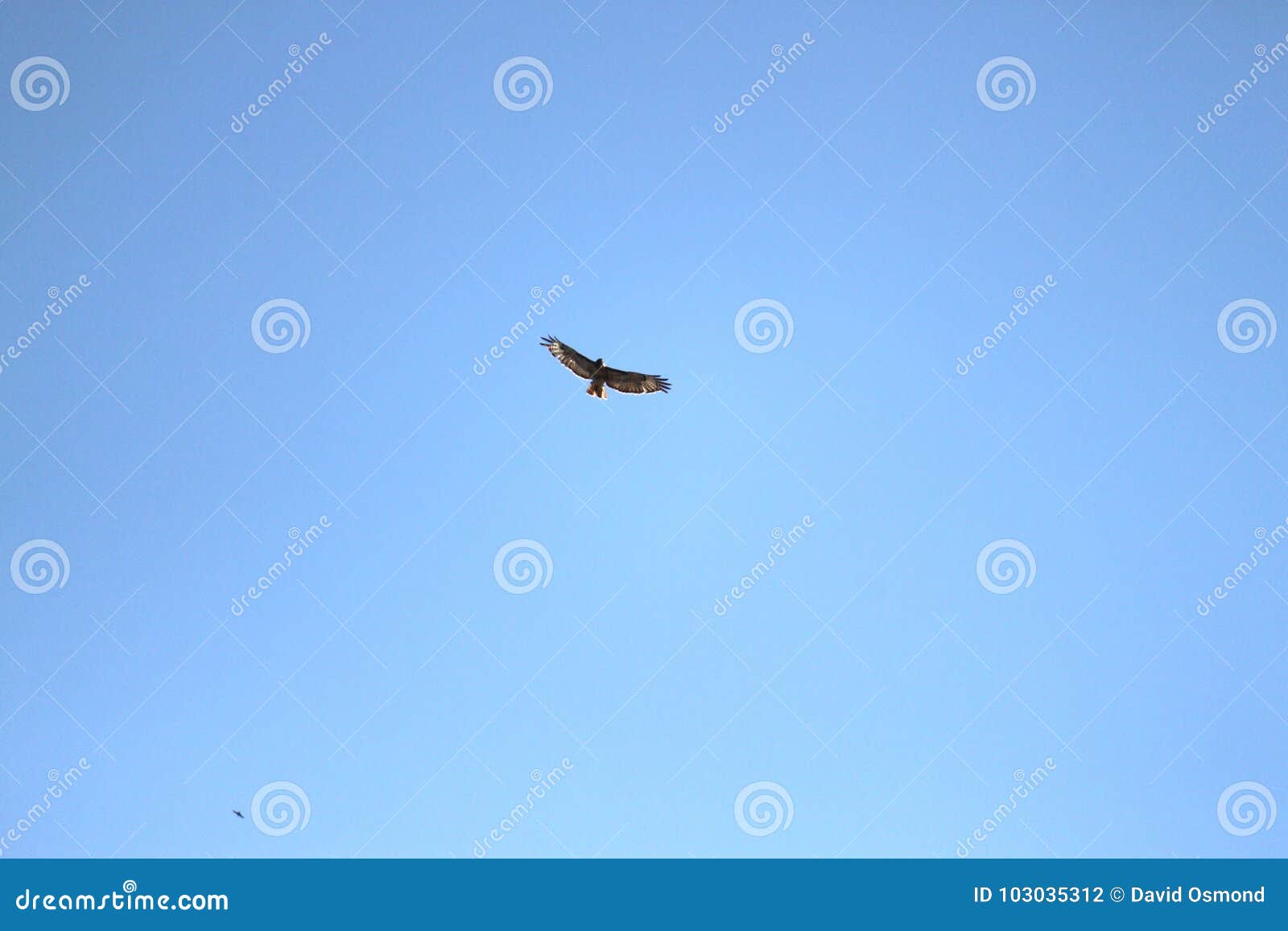 A bird flying high above stock photo. Image of animal - 103035312