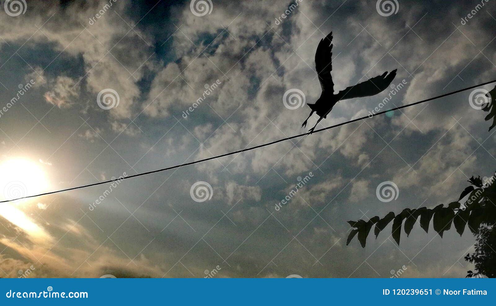 Bird flying high stock image. Image of clouds, bird - 120239651