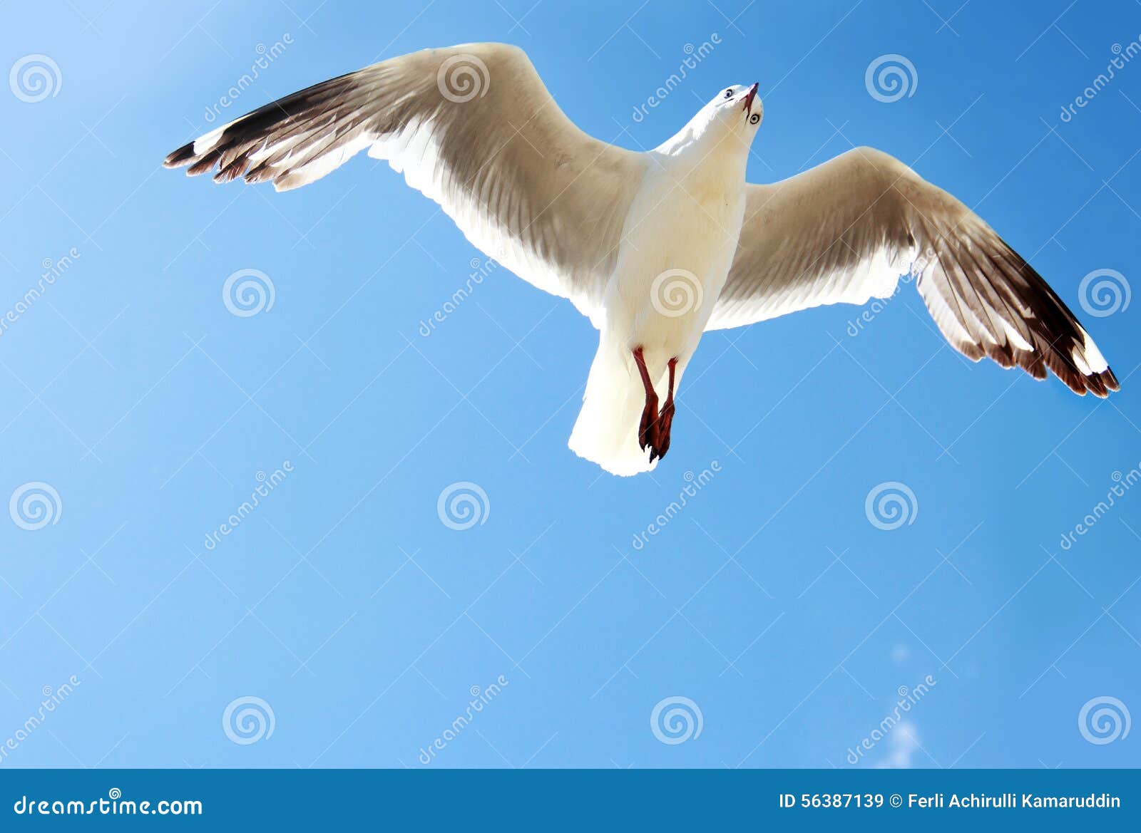 A Bird Flying High in the Blue Sky Stock Image - Image of blue ...