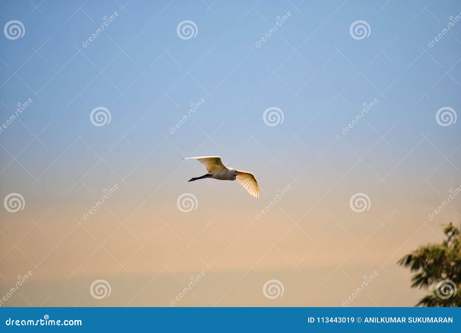 Fly High stock image. Image of bird, high, morning, flying - 113443019