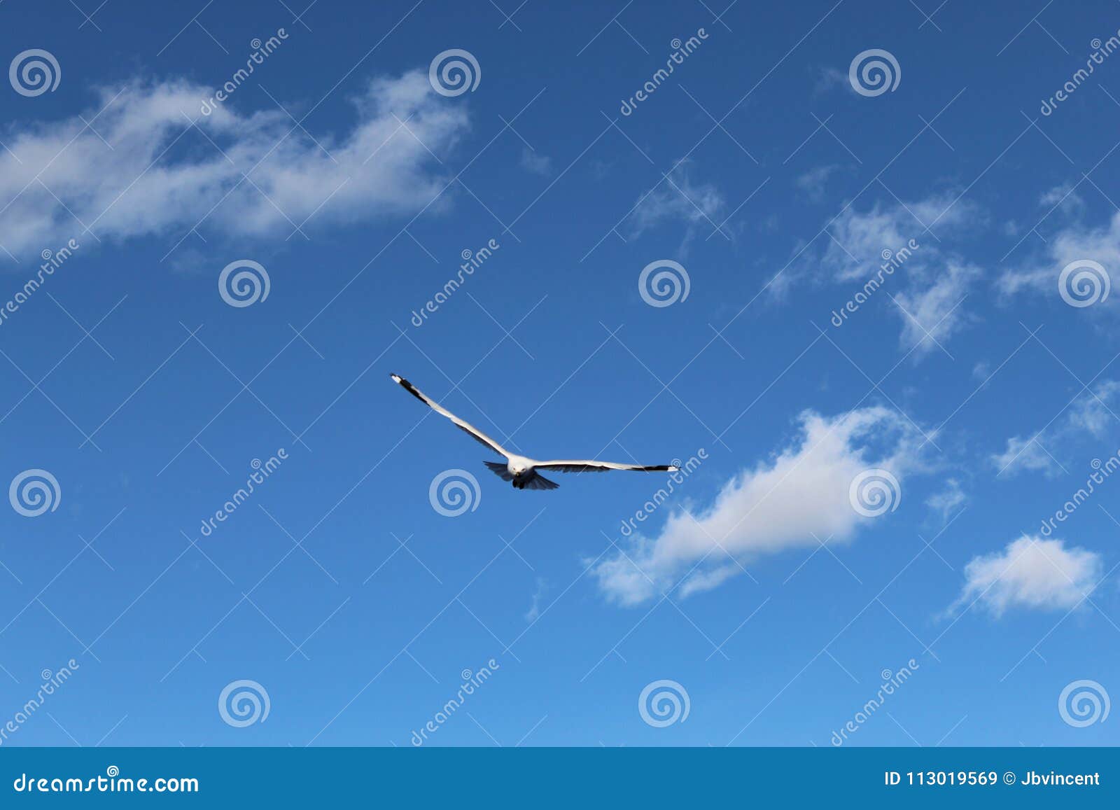 Bird flying high in sky stock image. Image of background - 113019569
