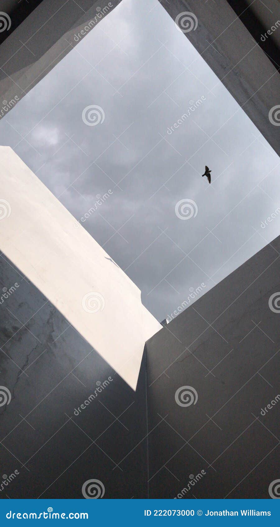 Bird flying stock photo. Image of inside, bird, frame - 222073000