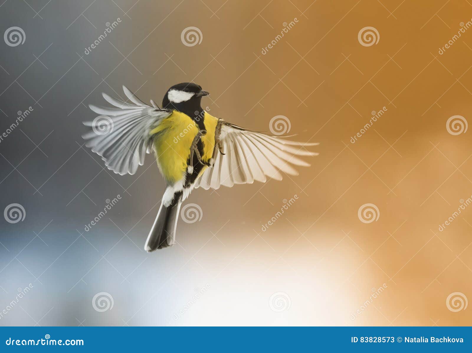 Bird Flying with Its Wings Outstretched Stock Image - Image of natural ...
