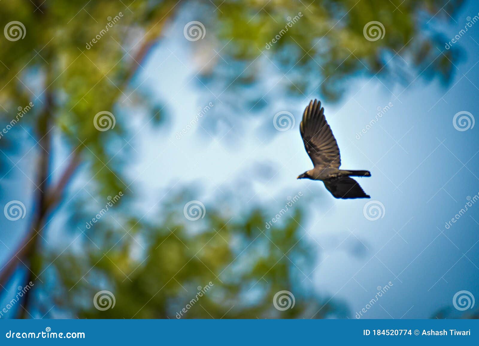 Bird are Flying in the Light Blue Sky Reaching for the Sun .a Bi Stock ...