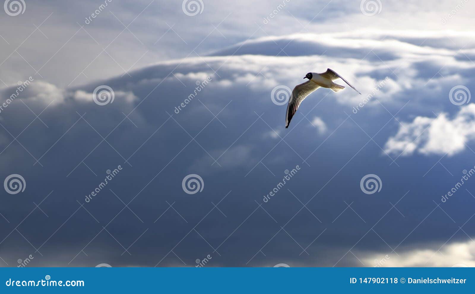 Bird Flying and Looking Down Ready To Dive Stock Photo - Image of ...