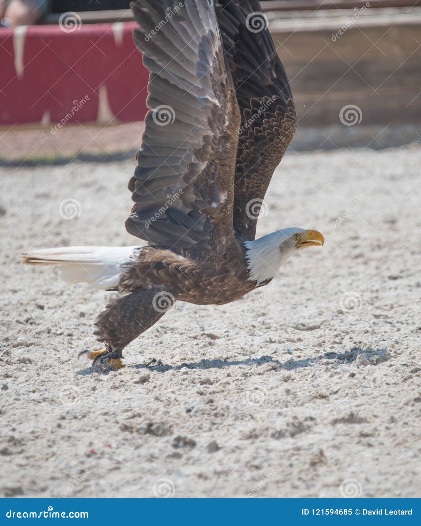 Eagle Raptor Alone in Flight Catches a Fish Stock Image - Image of ...