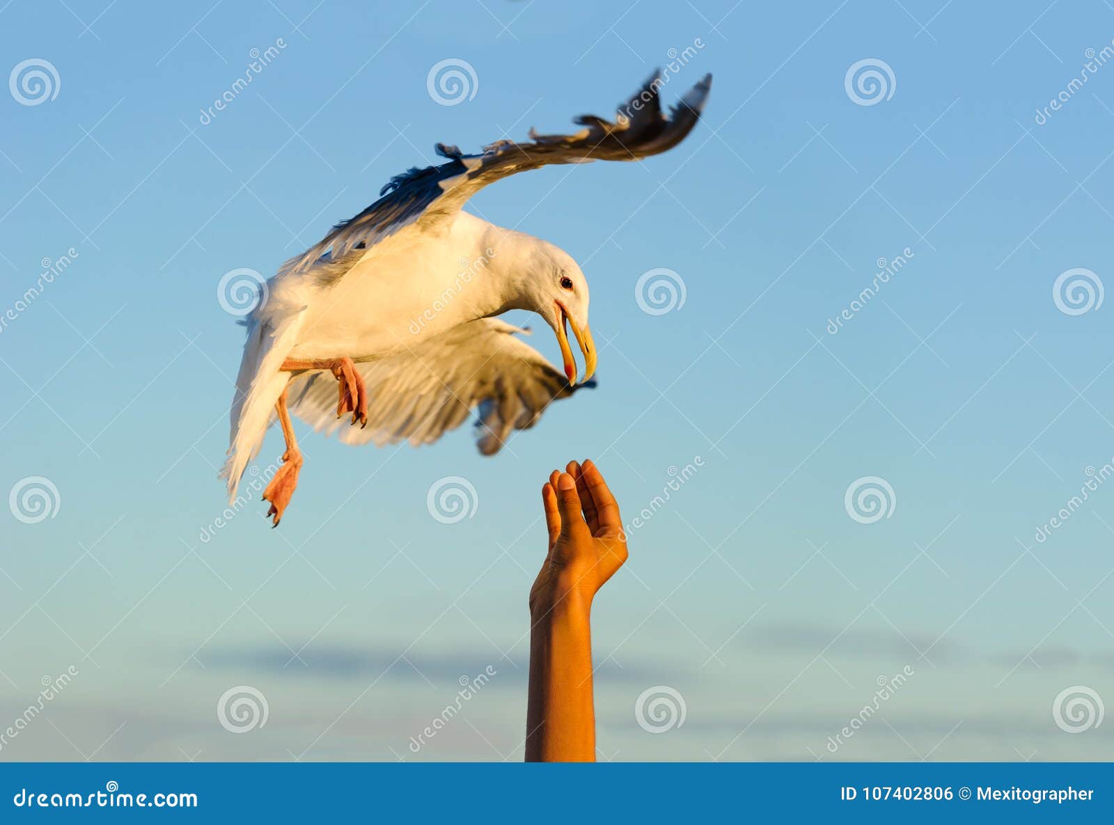 Bird Flying Man stock photo. Image of bond, hand, detail - 107402806