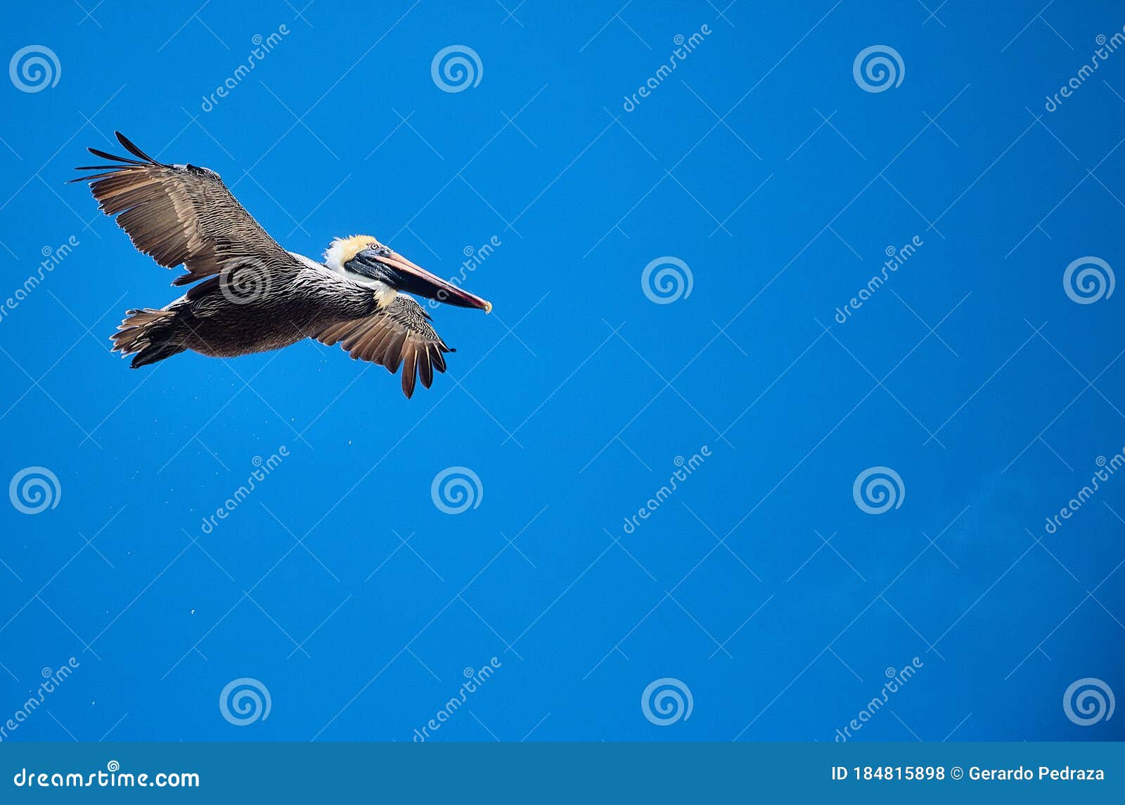 Bird Flying on Mexican Beach Stock Photo - Image of soaring, wildlife ...