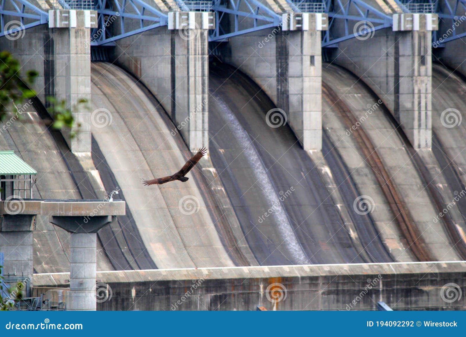 Bird flying near a dam stock photo. Image of beautiful - 194092292