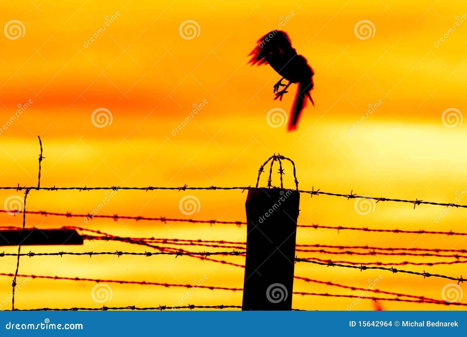 Bird Flying Off from Prison Fence Stock Photo - Image of concentration ...