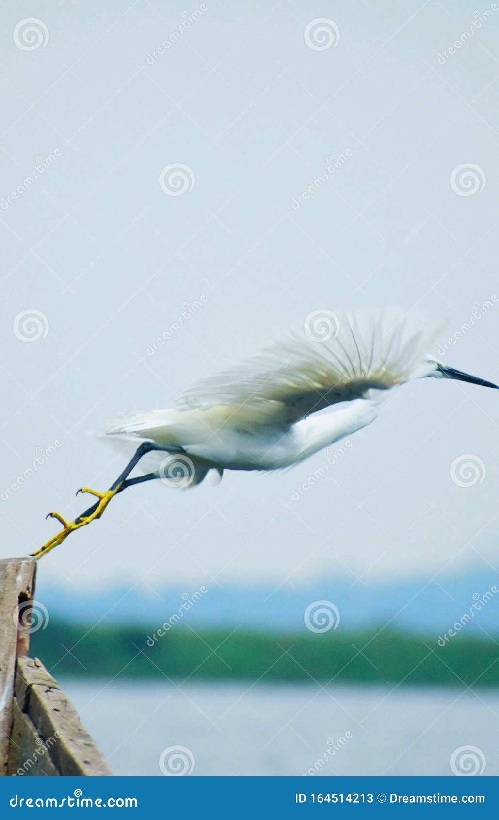 Bird flying off stock image. Image of lake, travel, bird - 164514213