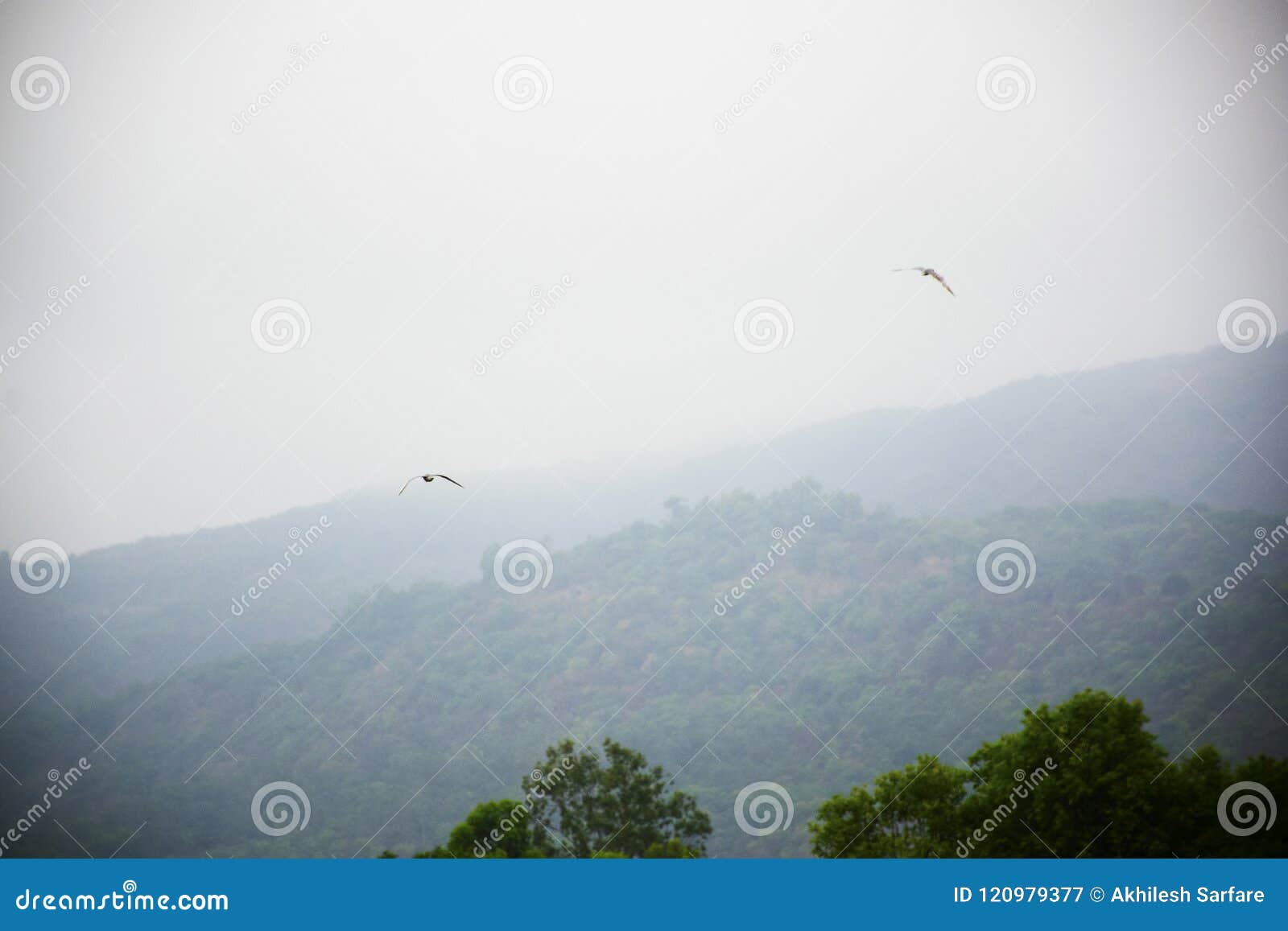 Birds flying in open sky stock image. Image of beauty - 120979377