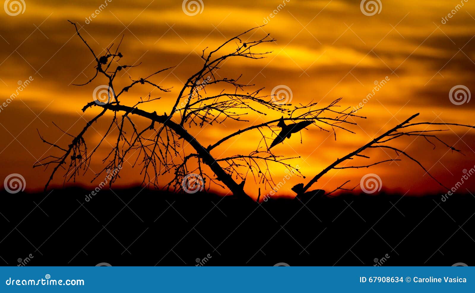 Bird Flying Out of Tree at Sunrise Stock Photo - Image of tree, wild ...