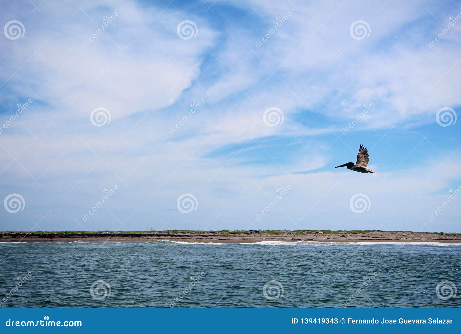 Fly away stock image. Image of flying, away, summer - 139419343
