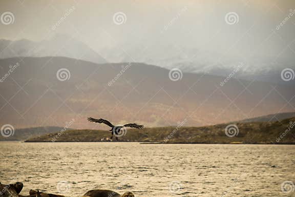 Bird Flying Over the Beagle Channel Stock Photo - Image of beach ...