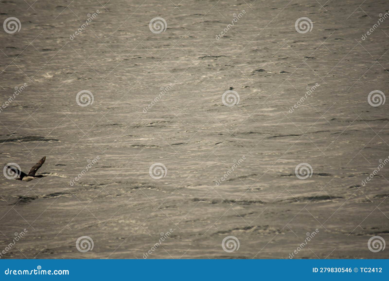 Bird Flying Over the Beagle Channel Stock Photo - Image of beach ...