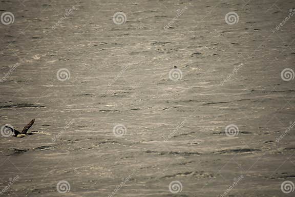 Bird Flying Over the Beagle Channel Stock Photo - Image of beach ...