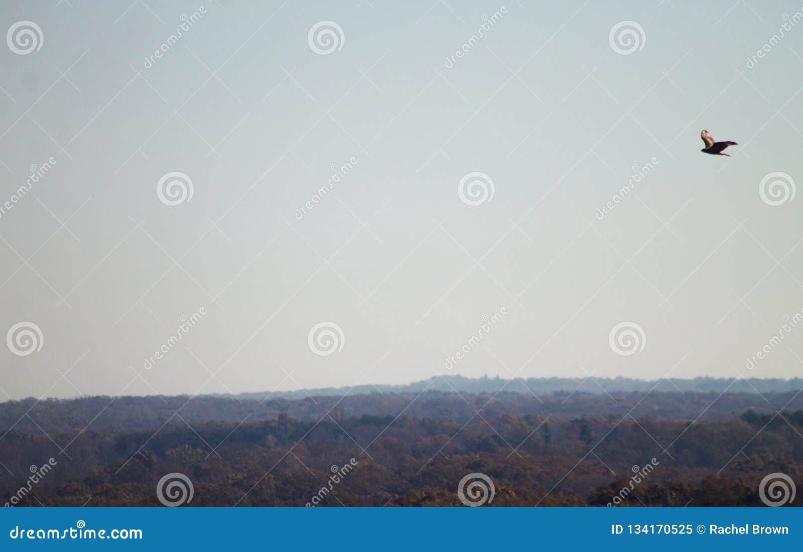 Bird in flight stock image. Image of wild, park, forests - 134170525