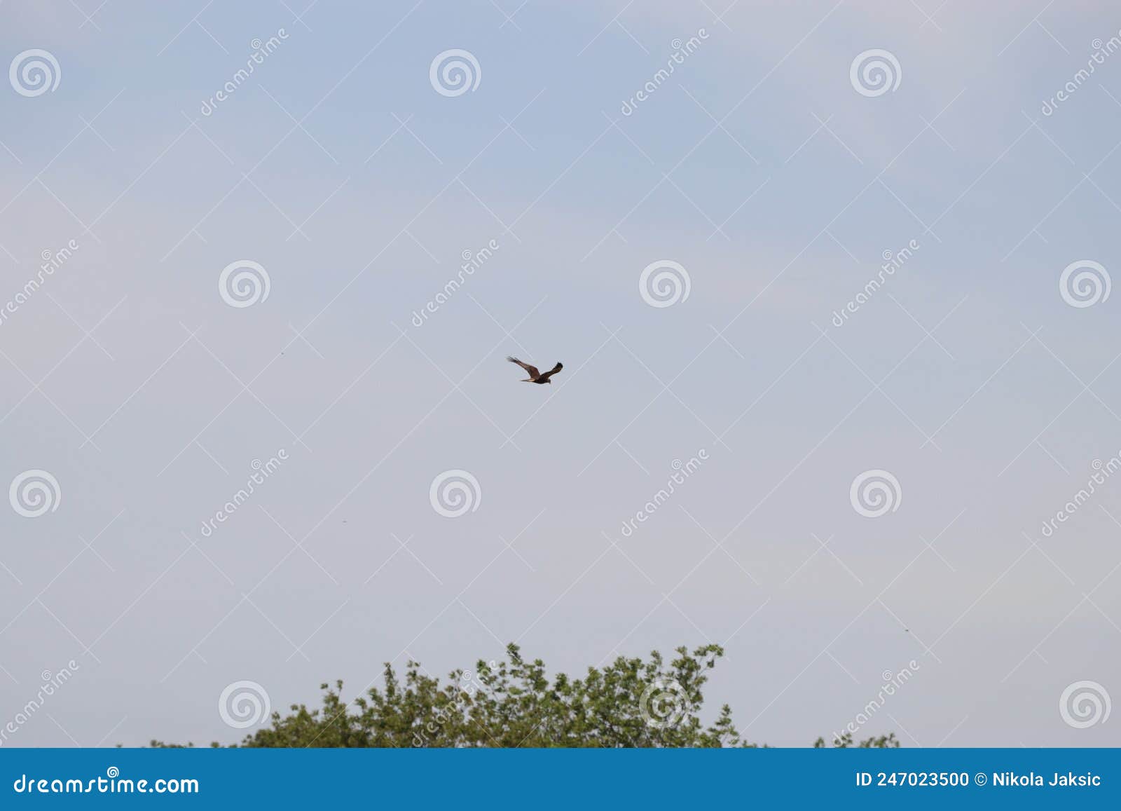 A Bird Flying Over the Forest Stock Photo - Image of plain, prairie ...