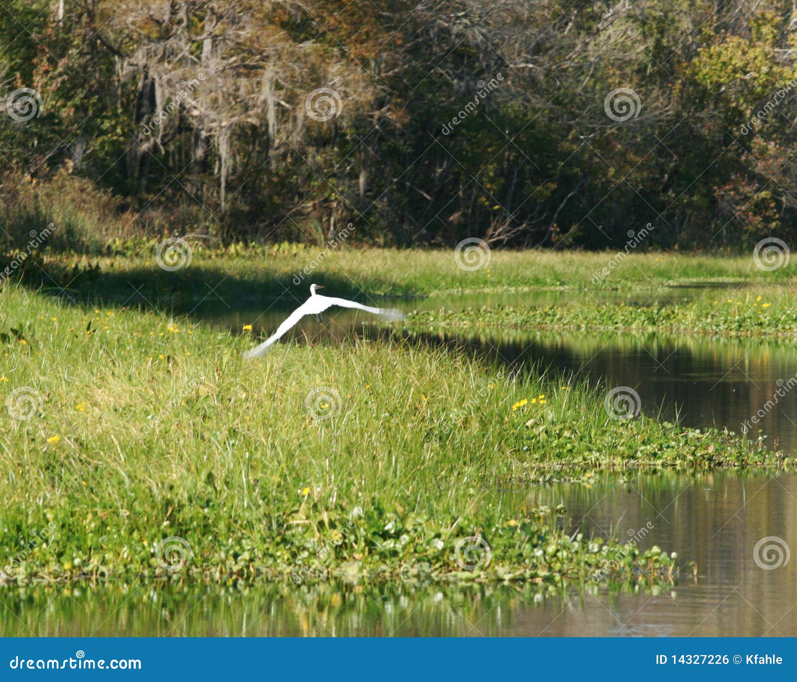 Bird flying over lake stock photo. Image of white, soar - 14327226