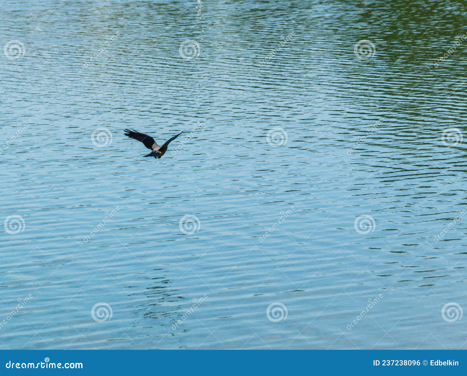 The Bird is Flying Over the Lake Stock Photo - Image of wings, crow ...