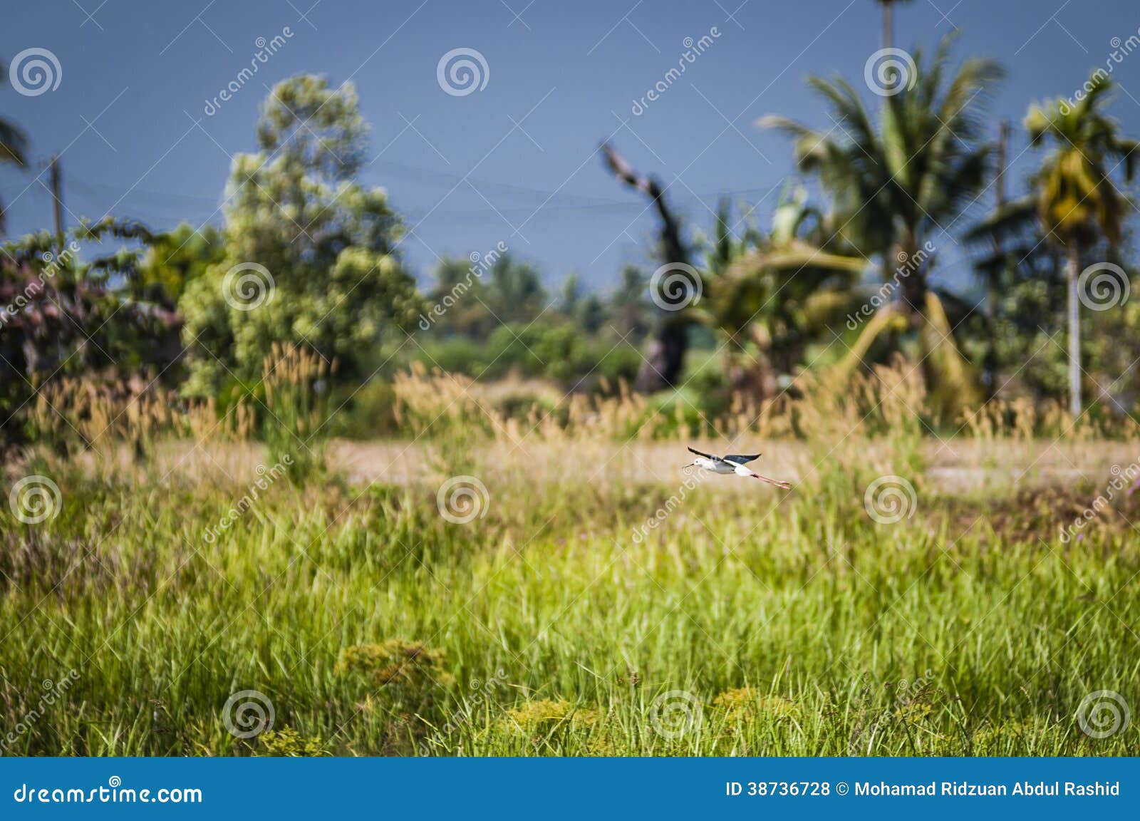 Bird Flying Over Padi Field Stock Photo - Image of industry, flying ...