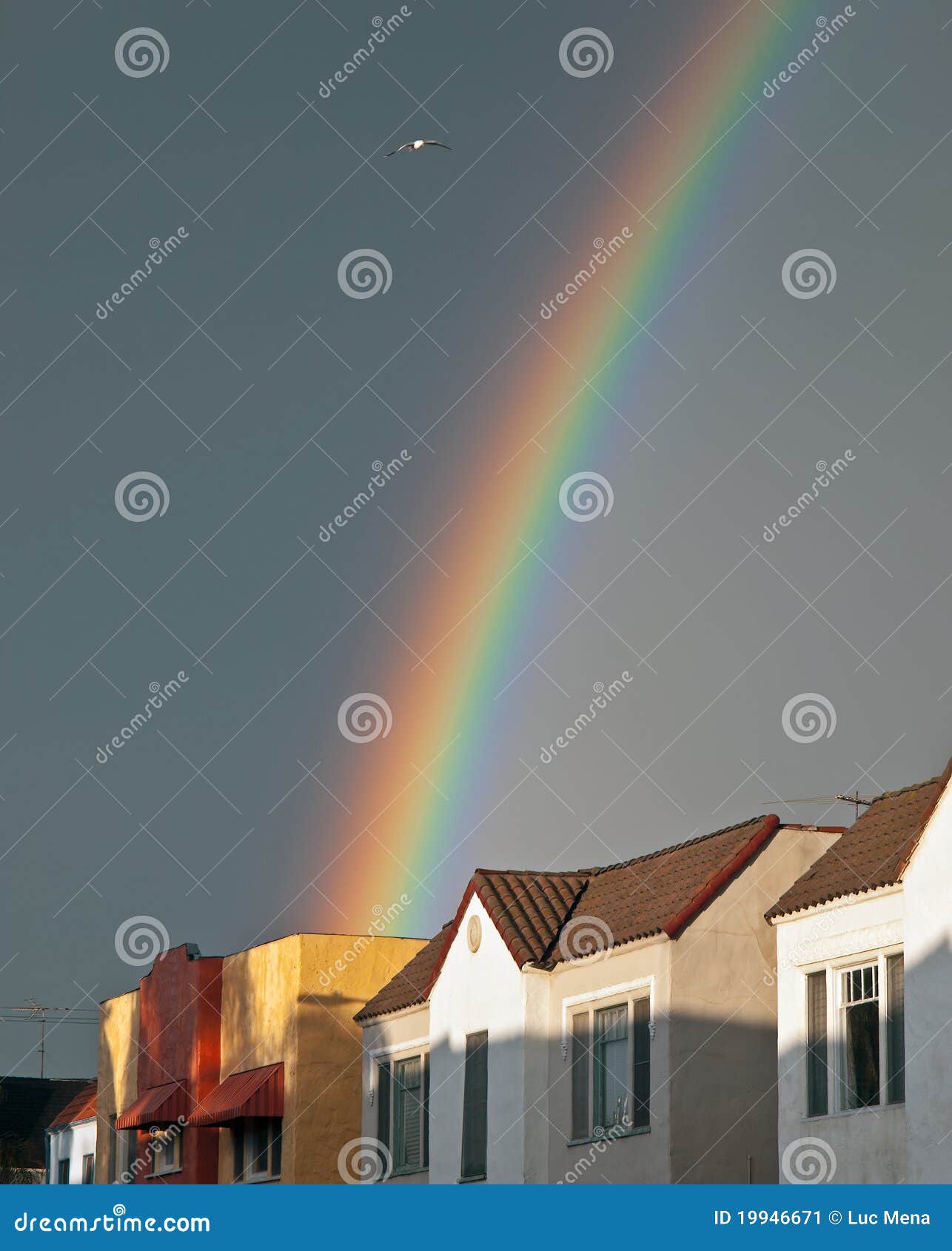 Bird flying over a rainbow stock image. Image of stormy - 19946671