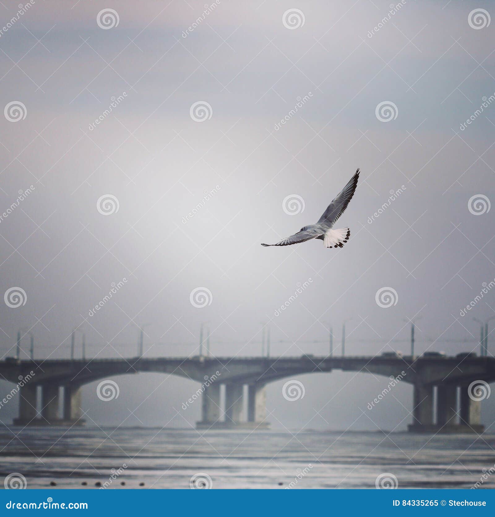 Bird flying over river stock image. Image of seas, flight - 84335265