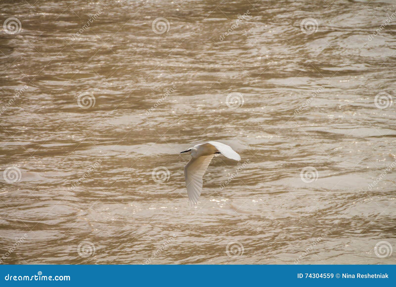 Bird flying over river stock image. Image of alaska, forest - 74304559