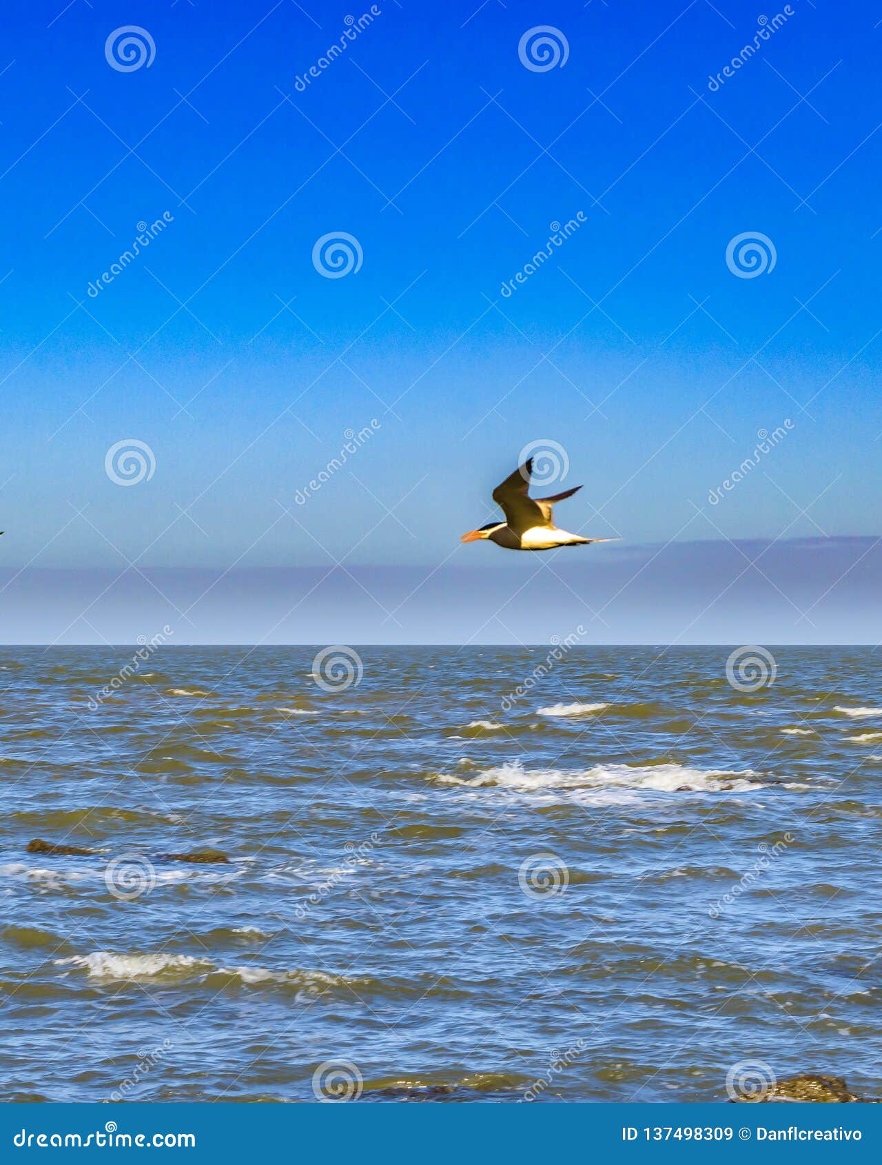 Bird Flying Over River stock image. Image of bird, wildlife - 137498309