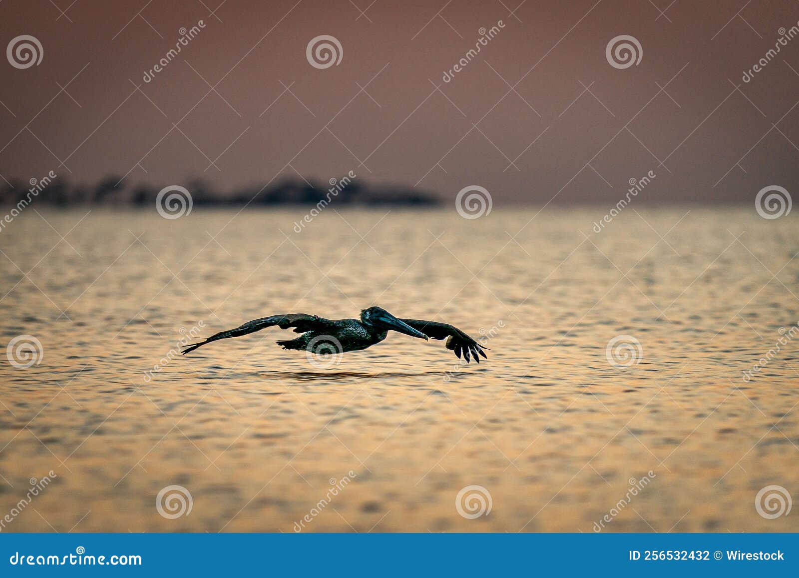 Bird Flying Over the Sea during Sunset Stock Photo - Image of ...