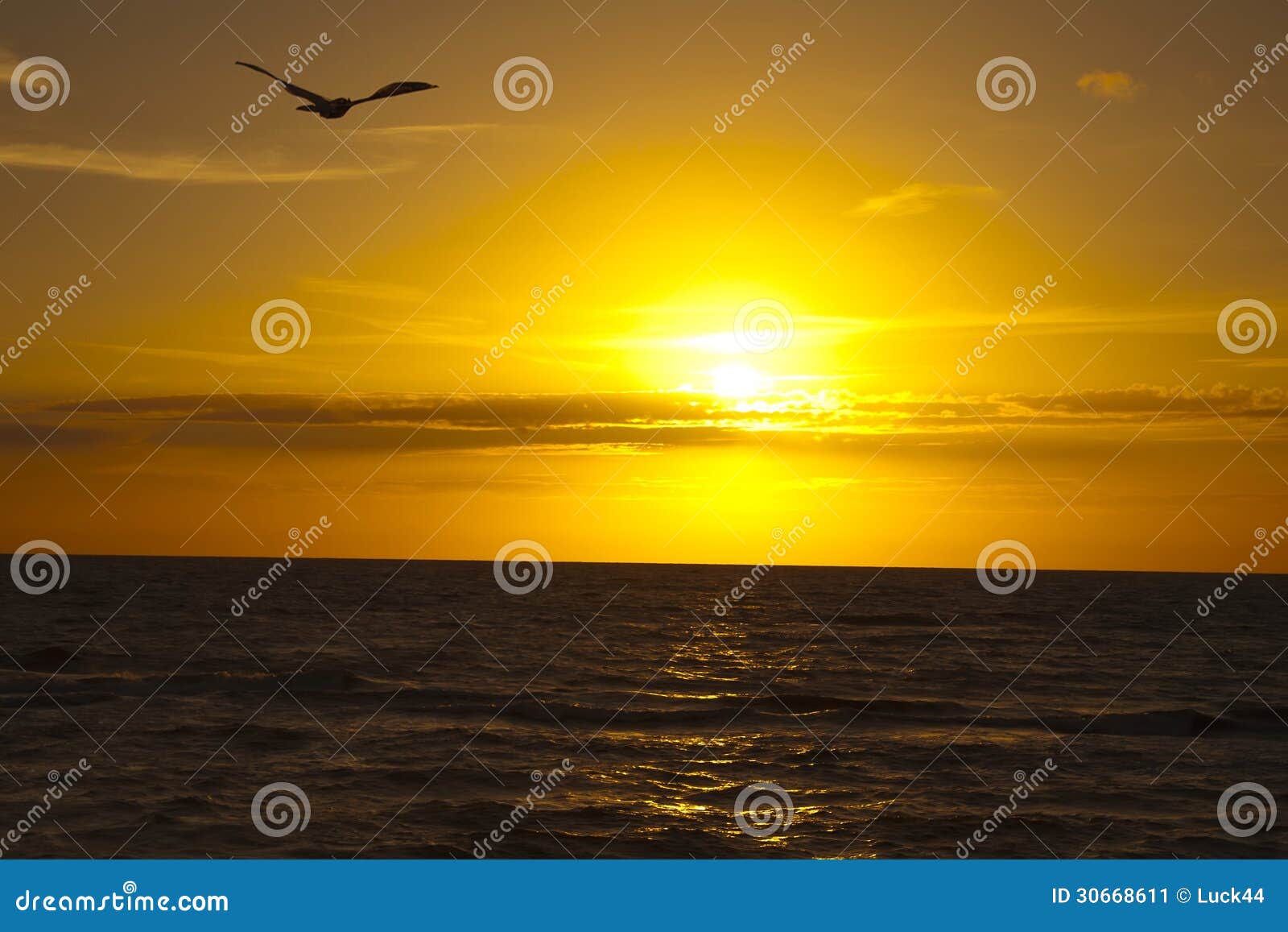 Bird Flying Over the Sea during Sunset Stock Image - Image of yellow ...