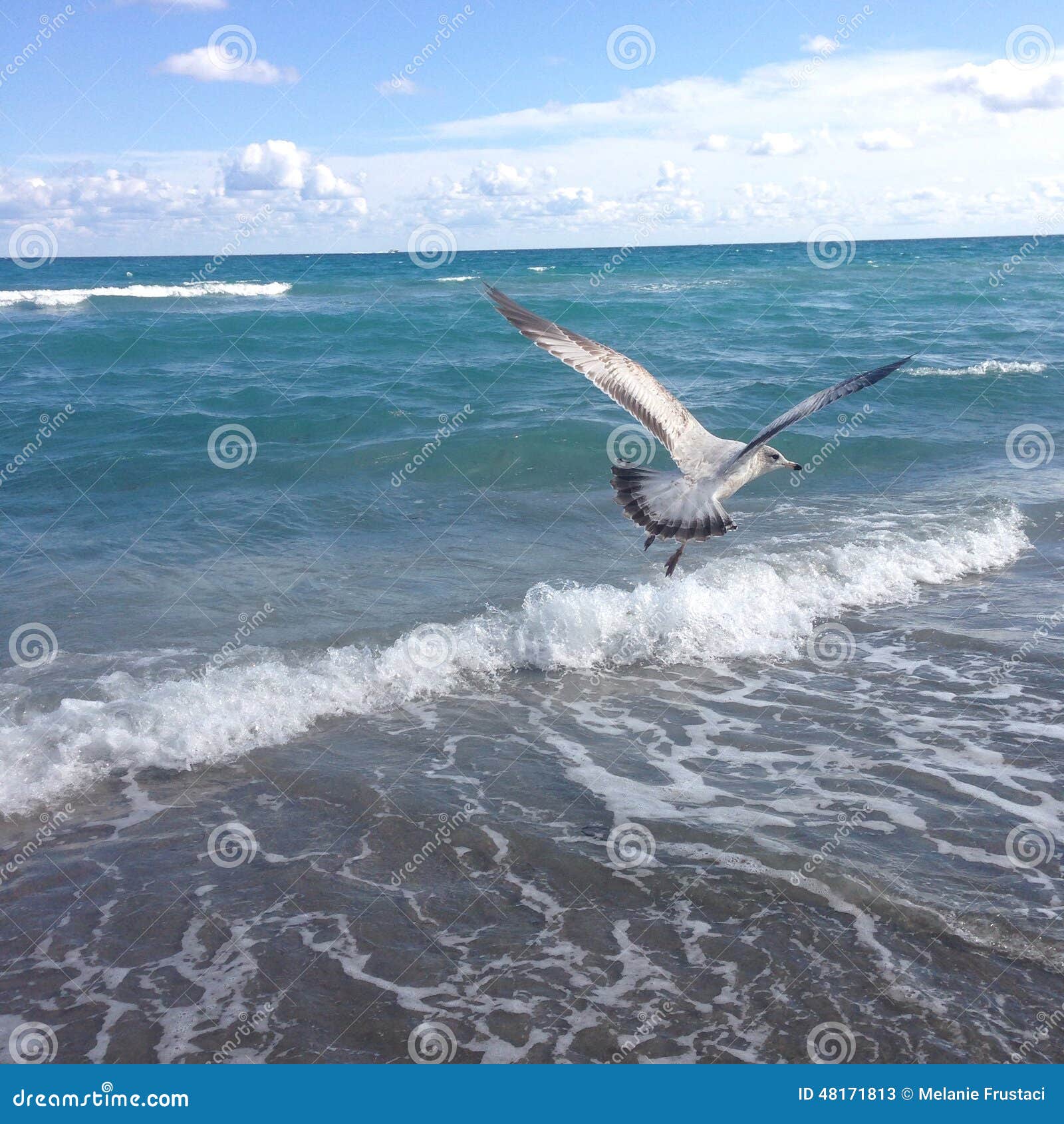A bird flying over the sea stock image. Image of ocean - 48171813