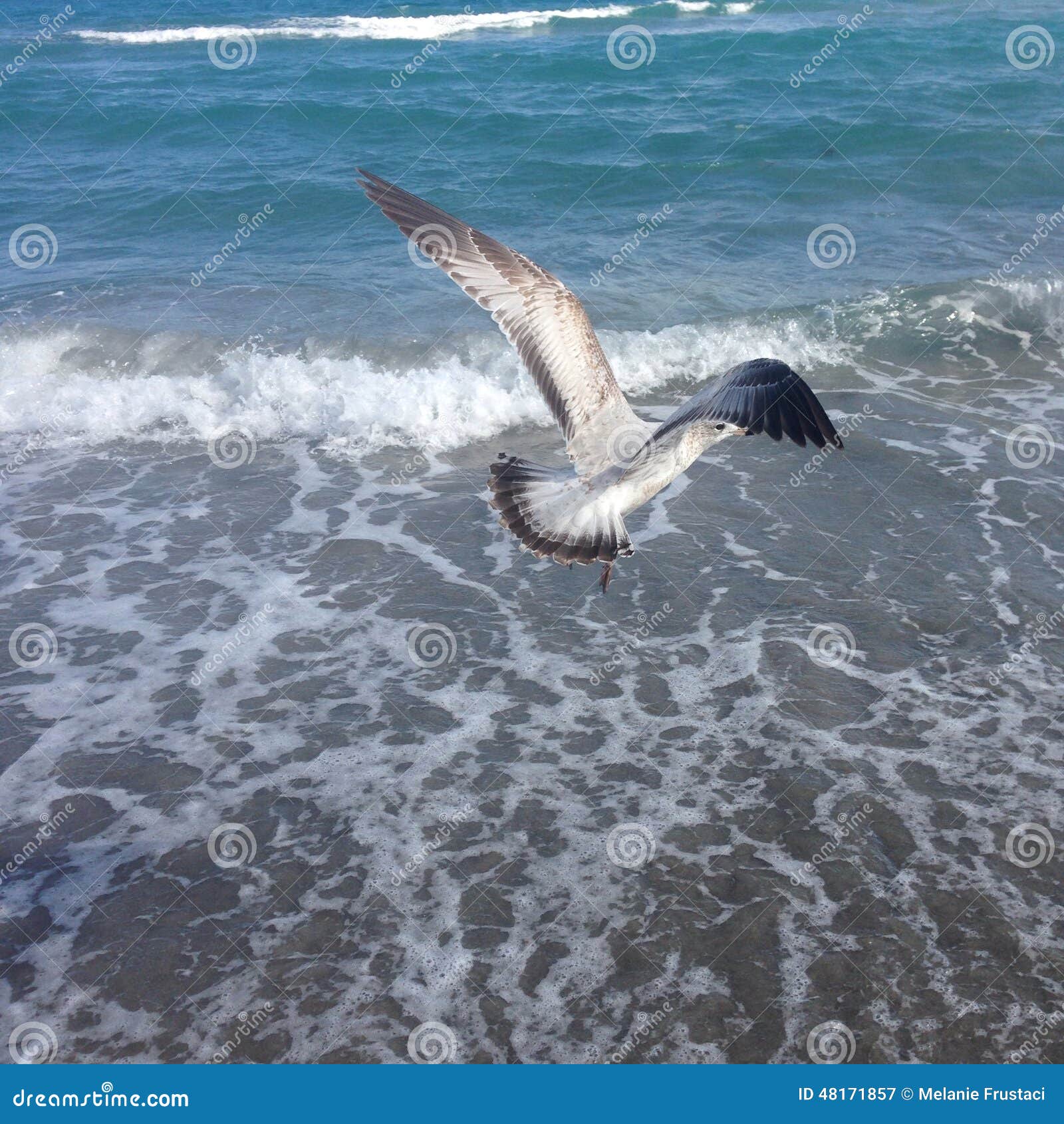 A bird flying over the sea stock image. Image of coast - 48171857