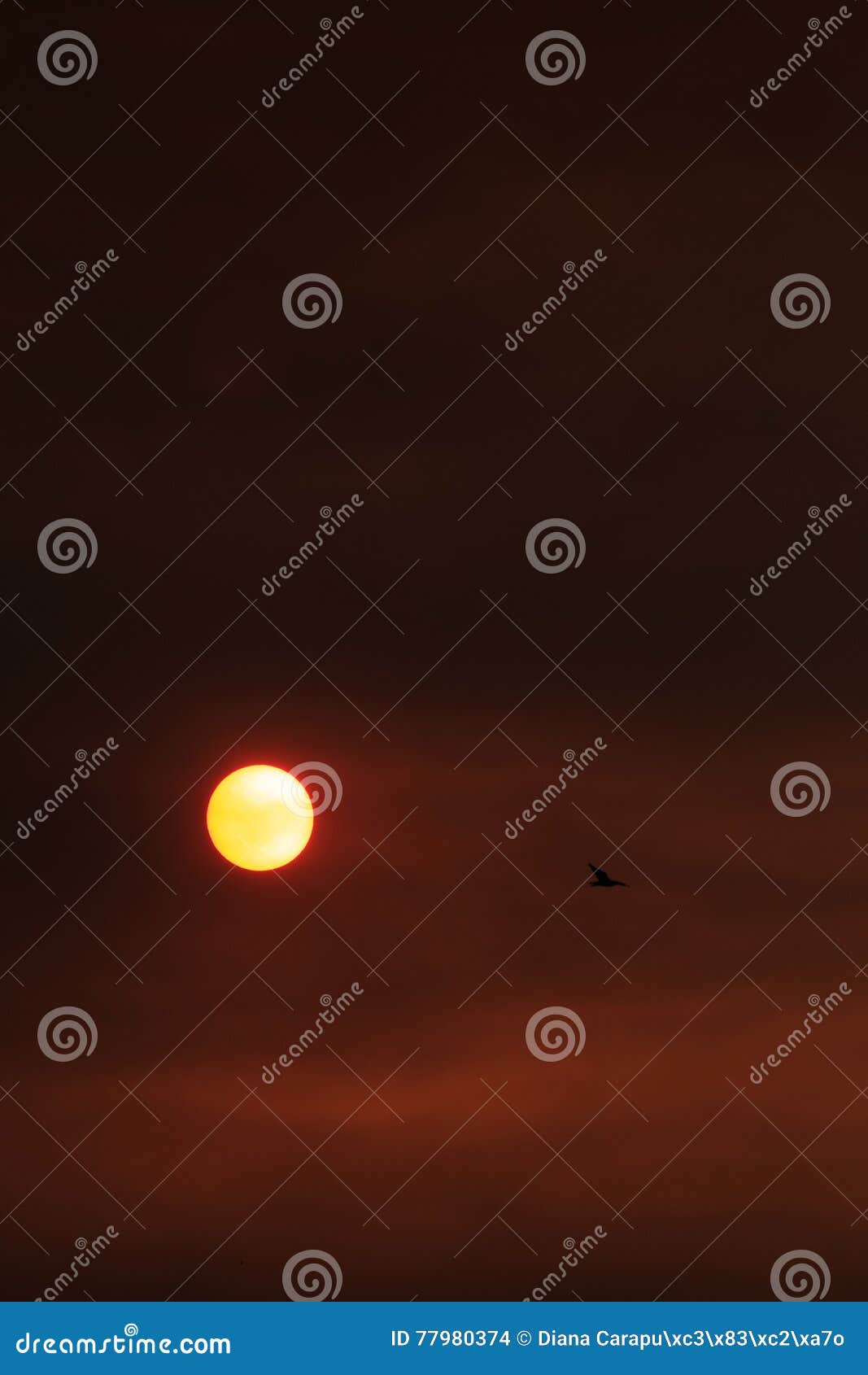 Bird flying over the sun stock photo. Image of bird, cloud - 77980374