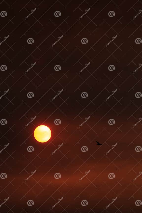 Bird flying over the sun stock photo. Image of bird, cloud - 77980374