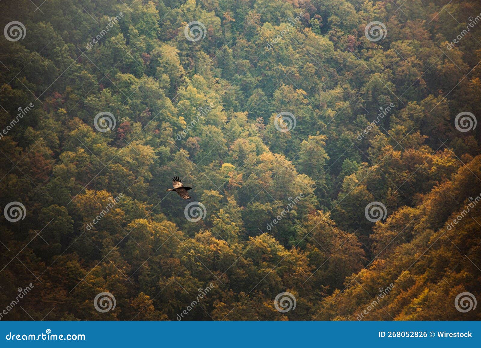 Bird Flying Over the Tree Forest Stock Photo - Image of grass ...