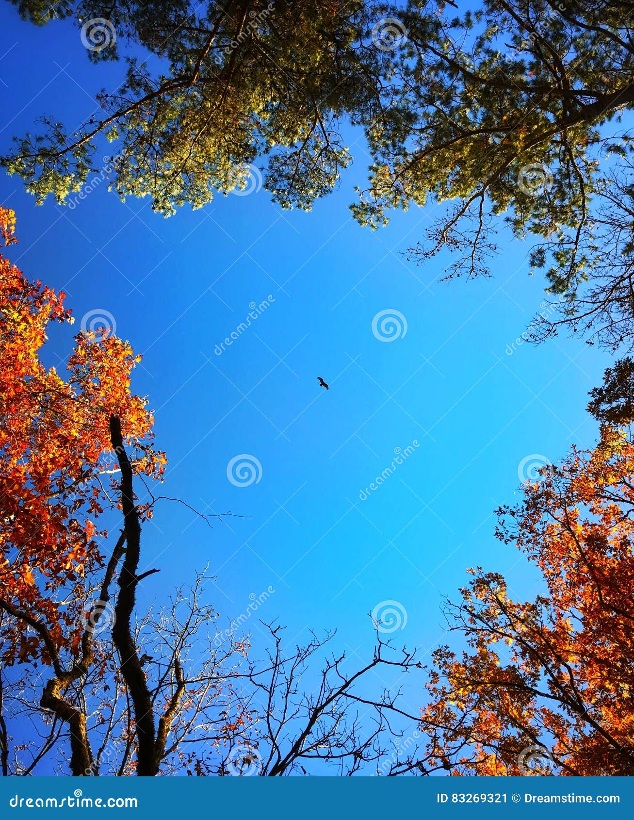 Bird Flying stock image. Image of woods, trees, flying - 83269321