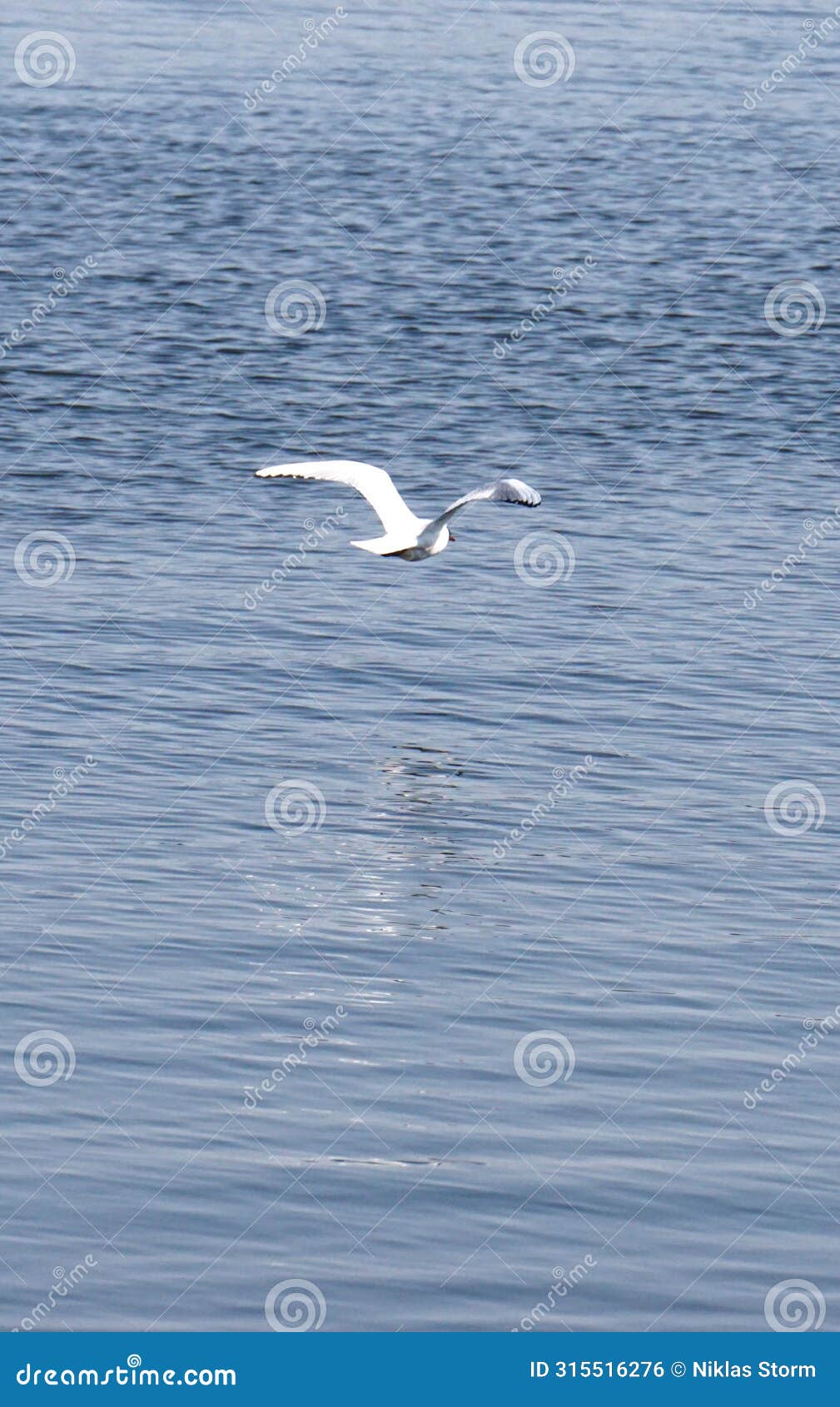 A bird flying over water stock photo. Image of animal - 315516276