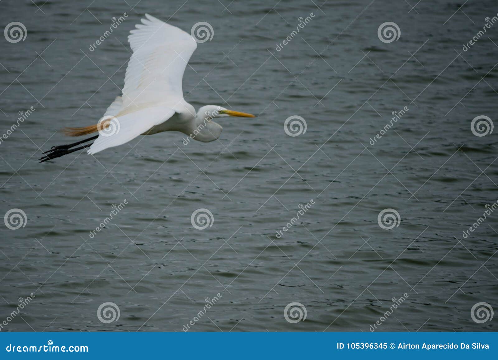 Bird flying over water stock image. Image of flying - 105396345