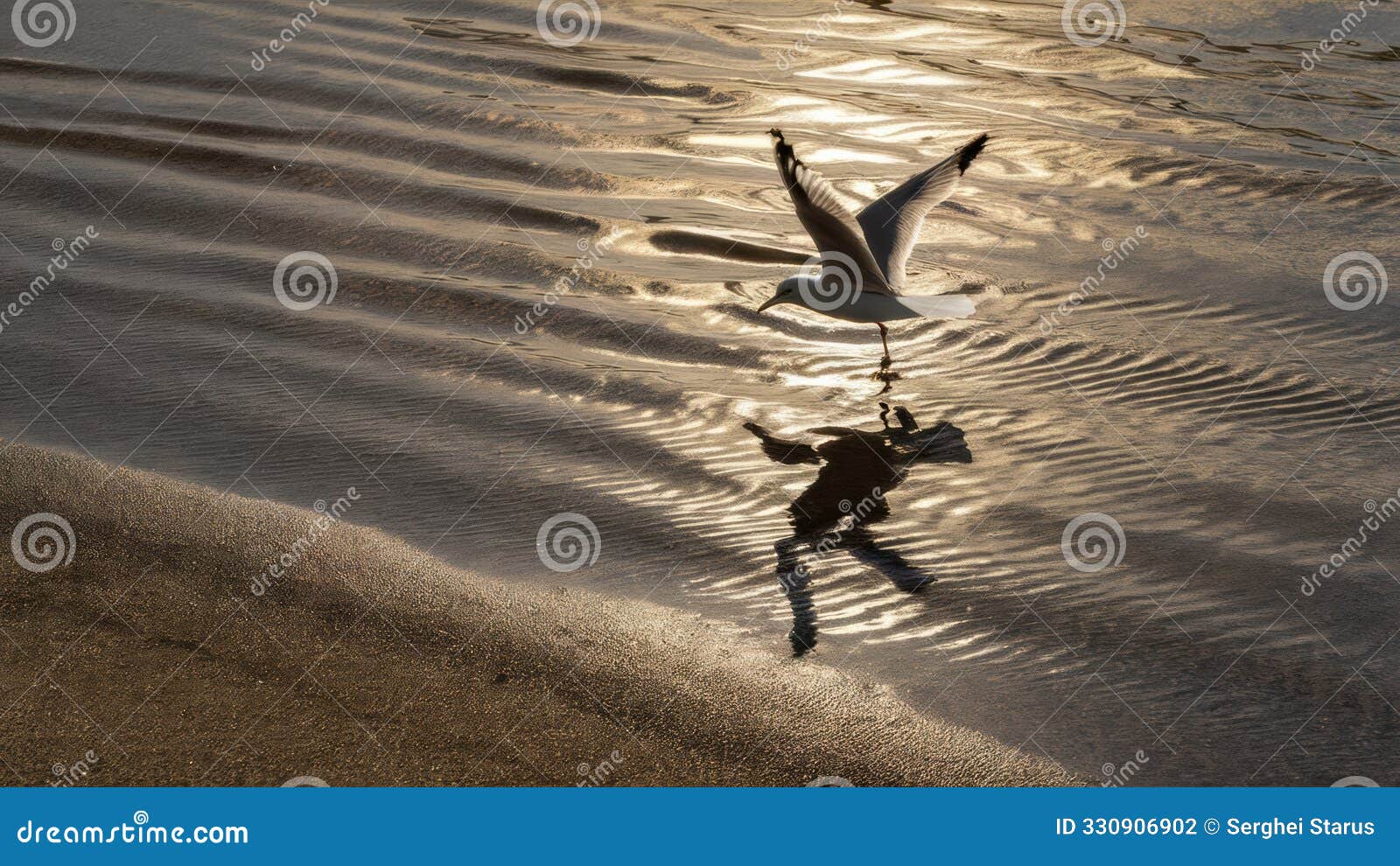 A Bird Flying Over the Water at Sunset with a Reflection, AI Stock ...