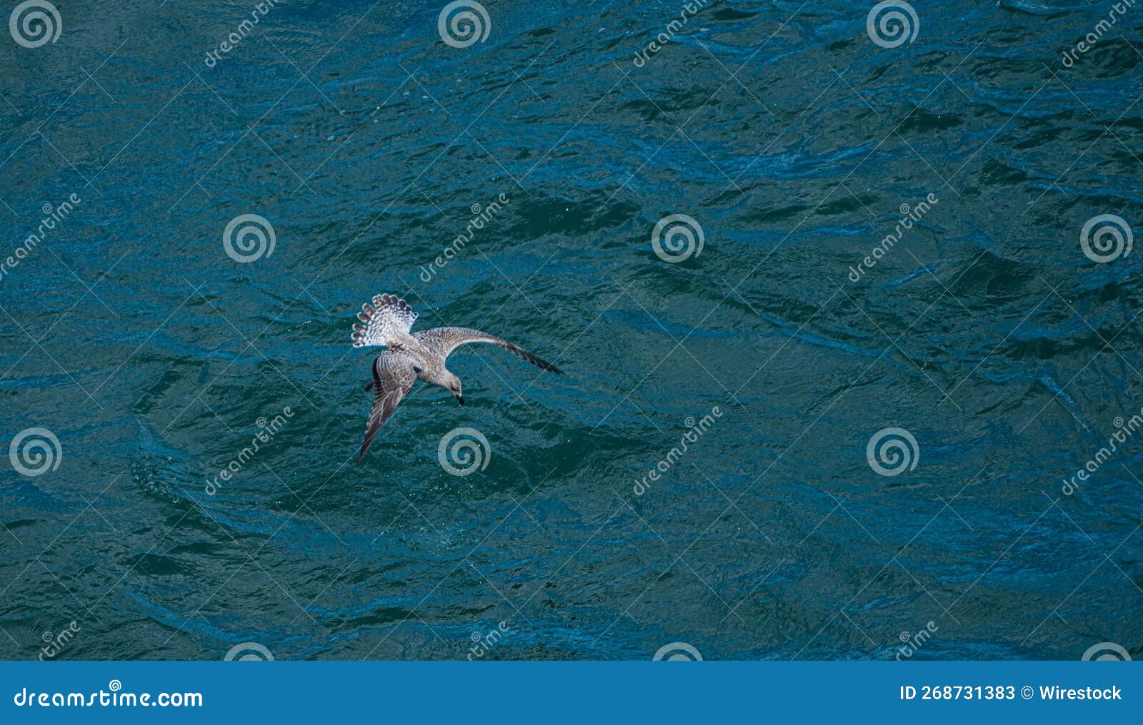 Bird Flying Over the Water Surface Stock Image - Image of beauty, wave ...