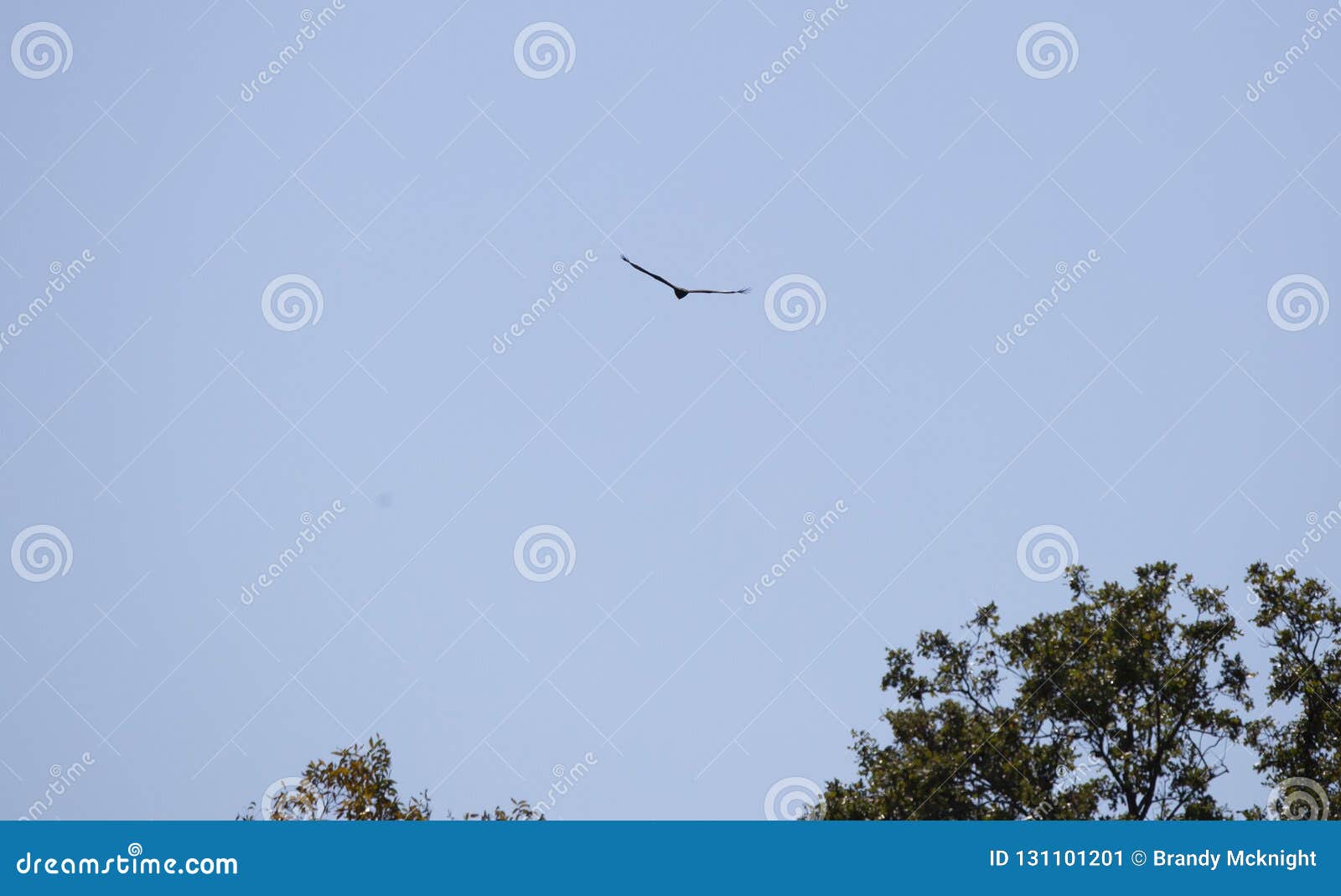Bird Flying Overhead stock image. Image of moving, drift - 131101201