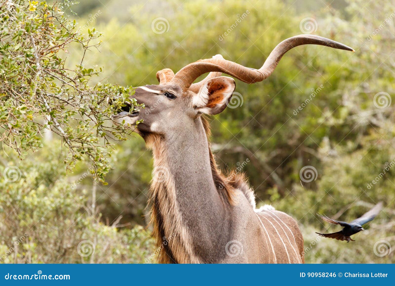 Bird Flying Past the Kudu Eating Stock Photo - Image of nature, male ...