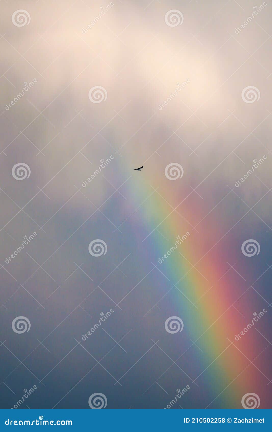 Bird Flying through a Rainbow after a Storm Stock Photo - Image of ...
