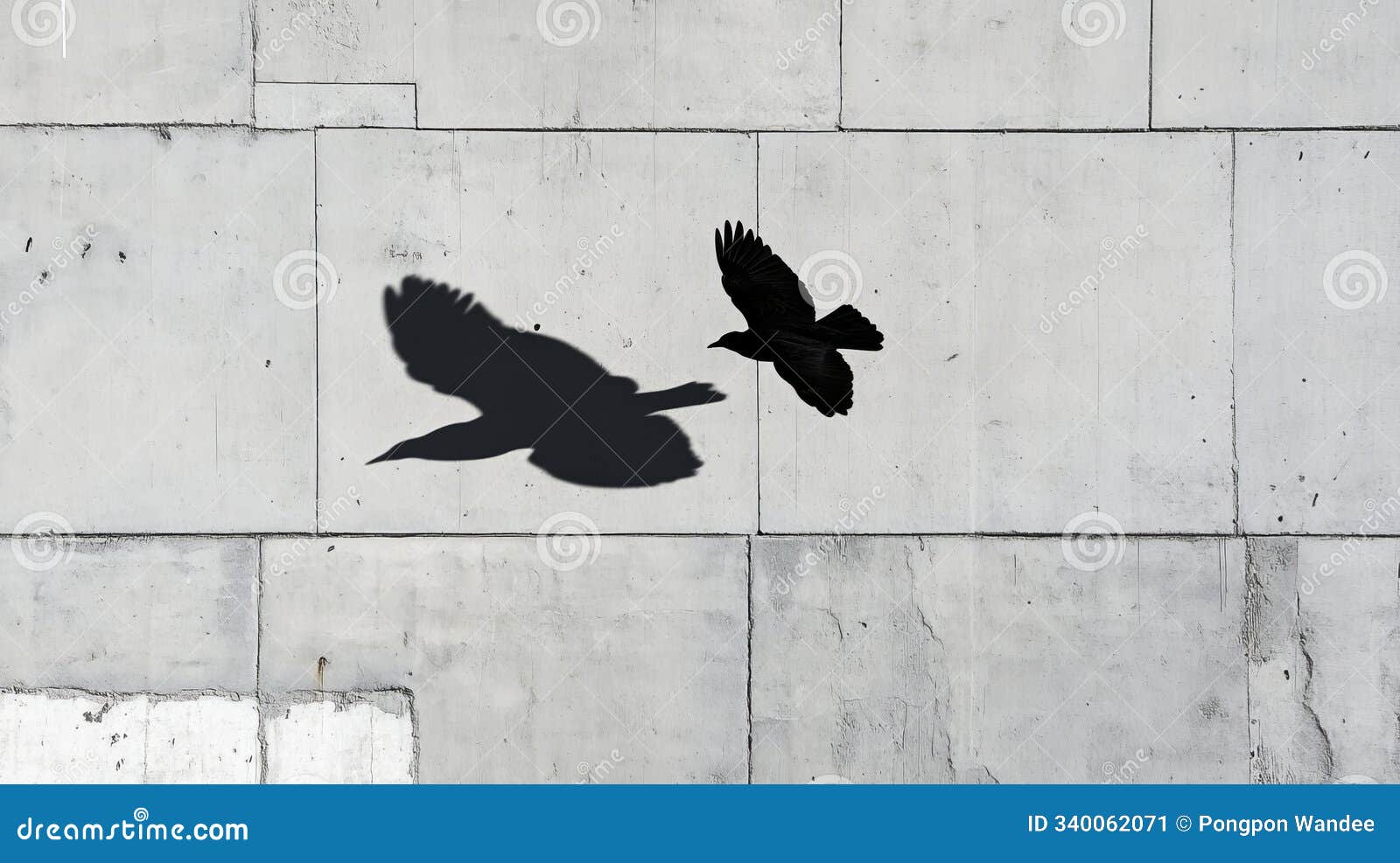 Bird Flying with Shadow on Surface Stock Illustration - Illustration of ...