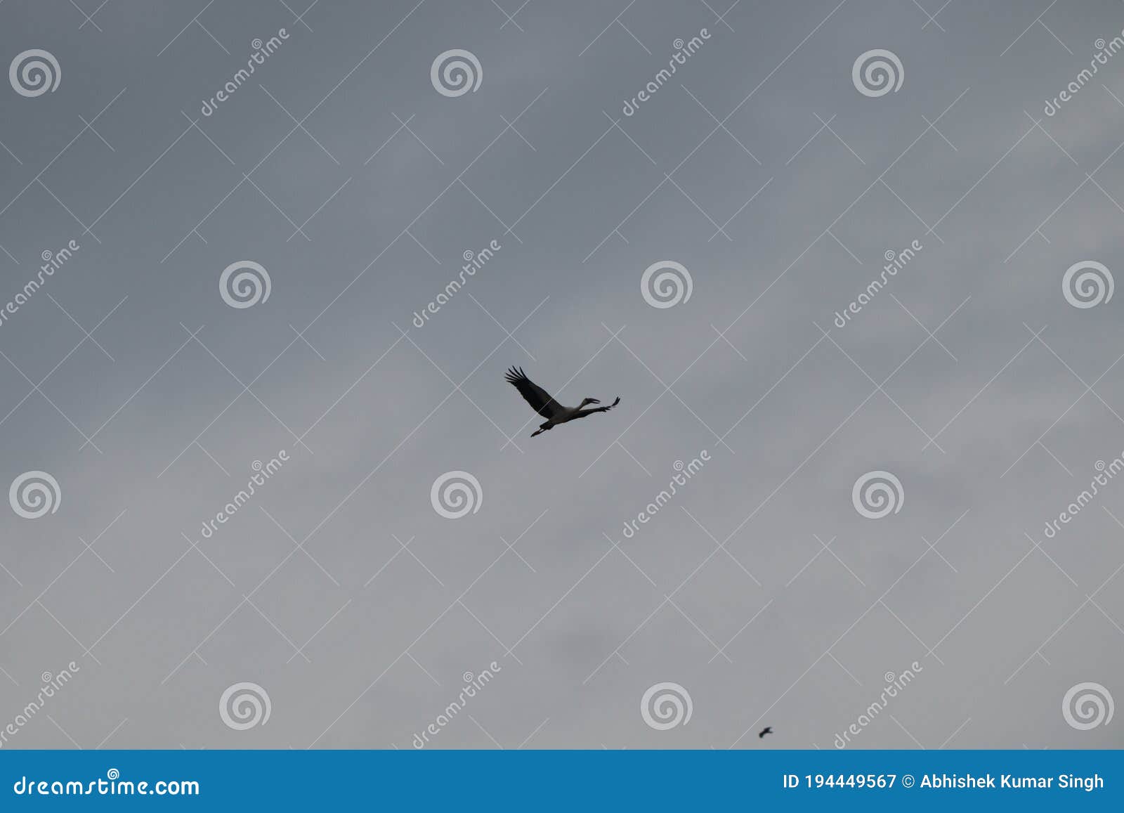 A Bird is Flying Over the Ground in the Sky. Stock Image - Image of ...